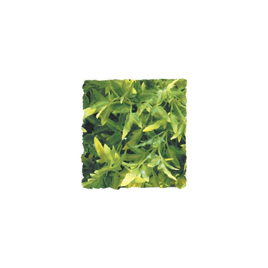 Zoo Med Bolivian Croton, Medium – Epping Reef and Reptiles